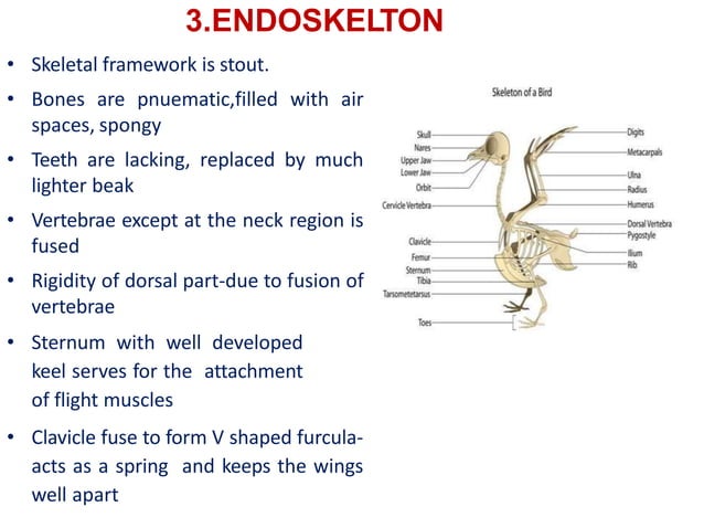 Flight adaptations | PPT