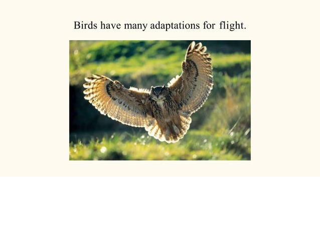 Flight adaptations | PPT
