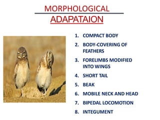 Flight adaptations | PPT