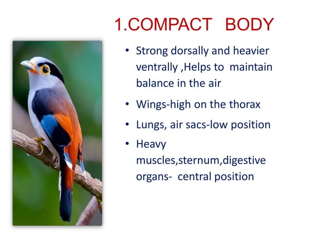 Flight adaptations | PPT