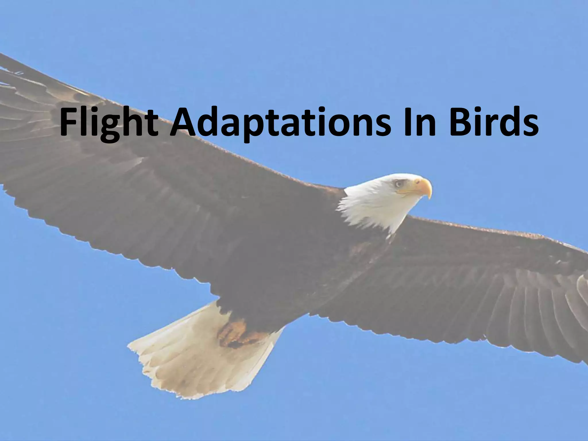 Flight adaptations in birds | PPTX