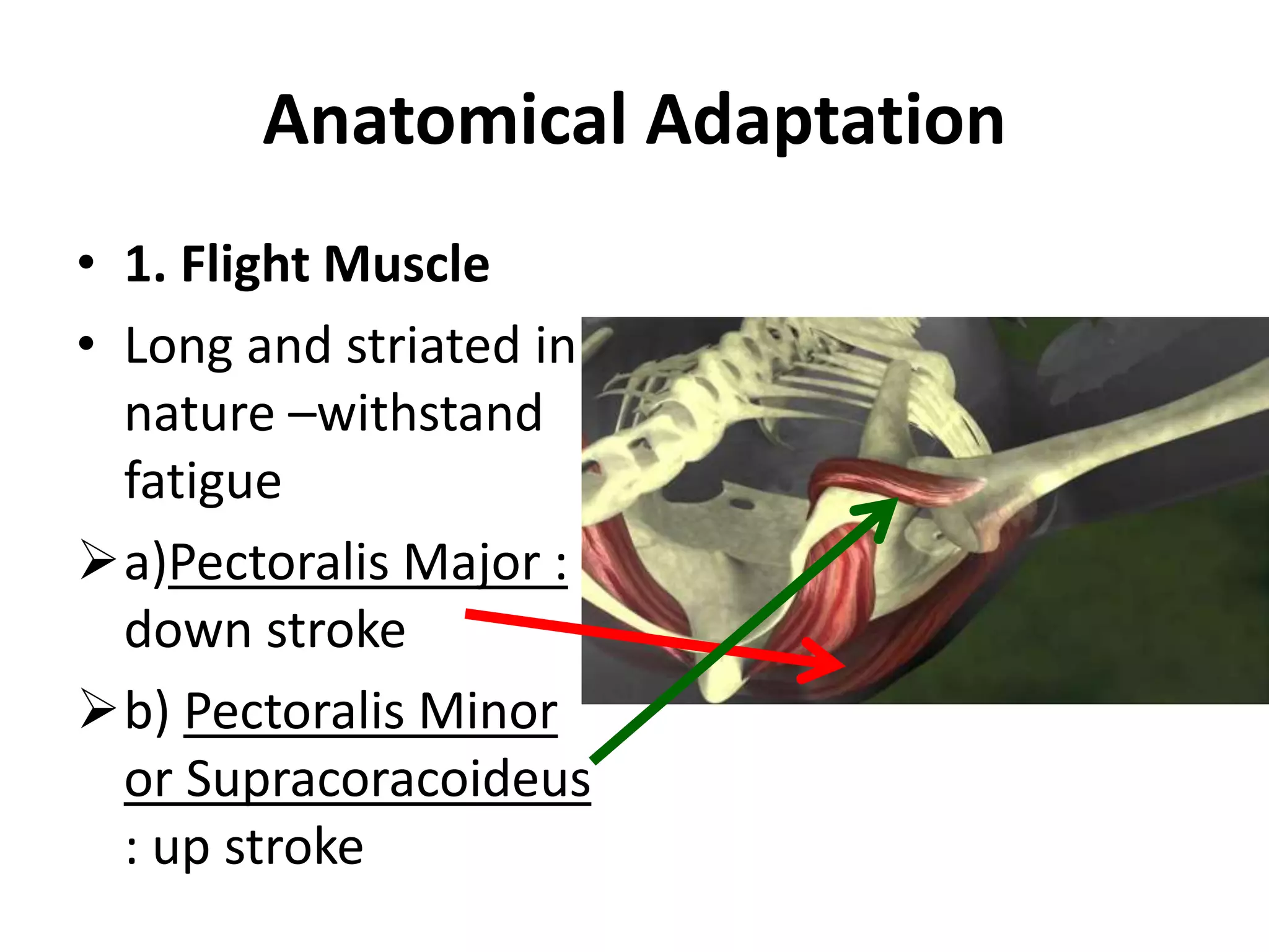 Flight adaptations in birds | PPTX