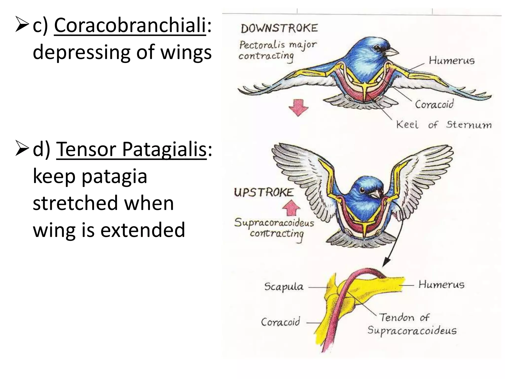 Flight adaptations in birds | PPTX | Birdwatching | Hobbies & Interests