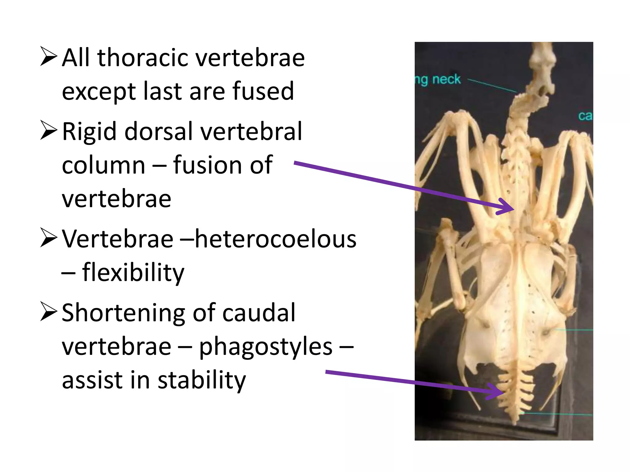 Flight adaptations in birds | PPTX