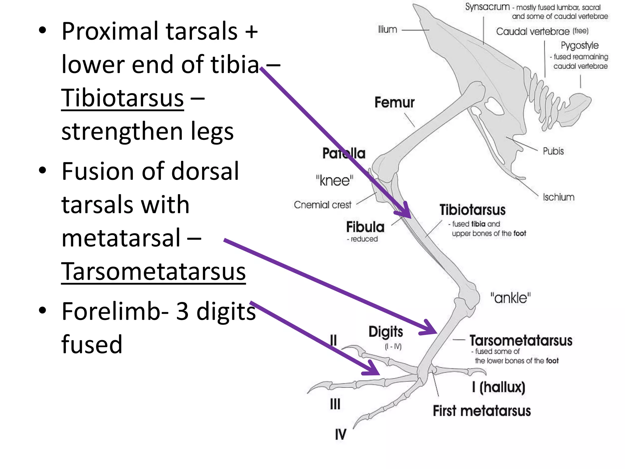 Flight adaptations in birds | PPTX