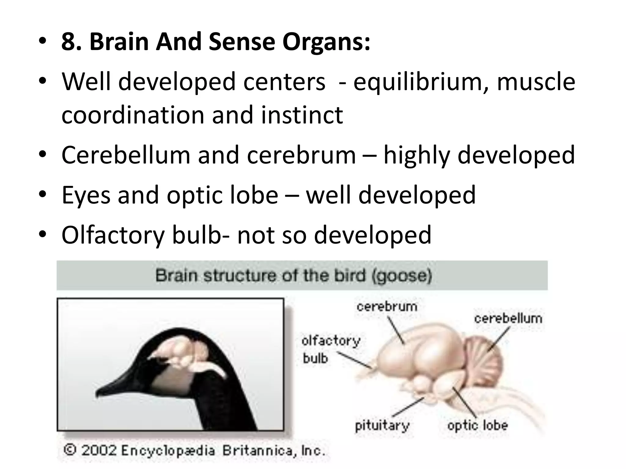 Flight adaptations in birds | PPTX