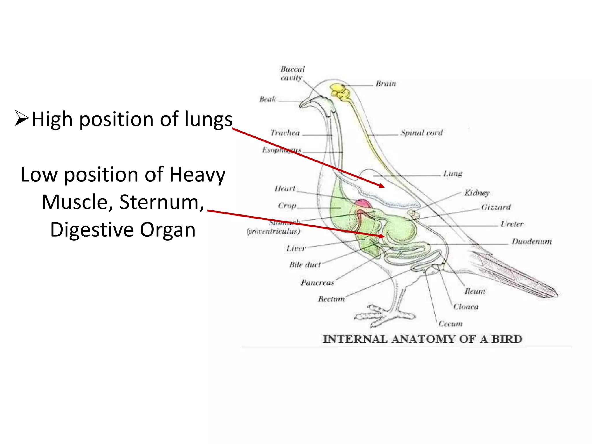 Flight adaptations in birds | PPTX