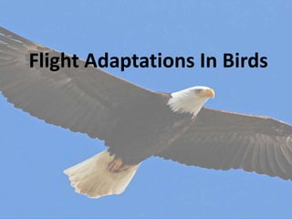 Flight adaptations in birds | PPTX