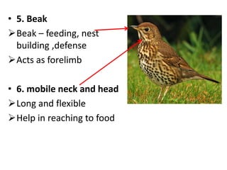 Flight adaptations in birds | PPTX