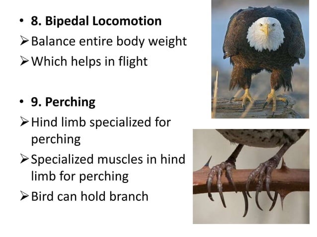 Flight adaptations in birds | PPTX | Birdwatching | Hobbies & Interests