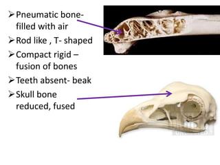 Flight adaptations in birds | PPTX