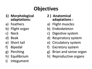 Flight adaptations in birds | PPTX