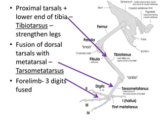 Flight adaptations in birds | PPTX | Birdwatching | Hobbies & Interests