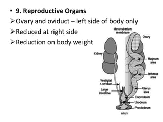 Flight adaptations in birds | PPTX