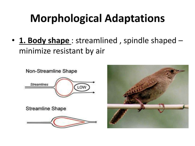 Flight adaptations in birds | PPTX | Birdwatching | Hobbies & Interests