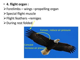 Flight adaptations in birds | PPTX