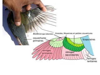 Flight adaptations in birds | PPTX