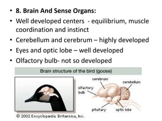 Bird Sensory Organs