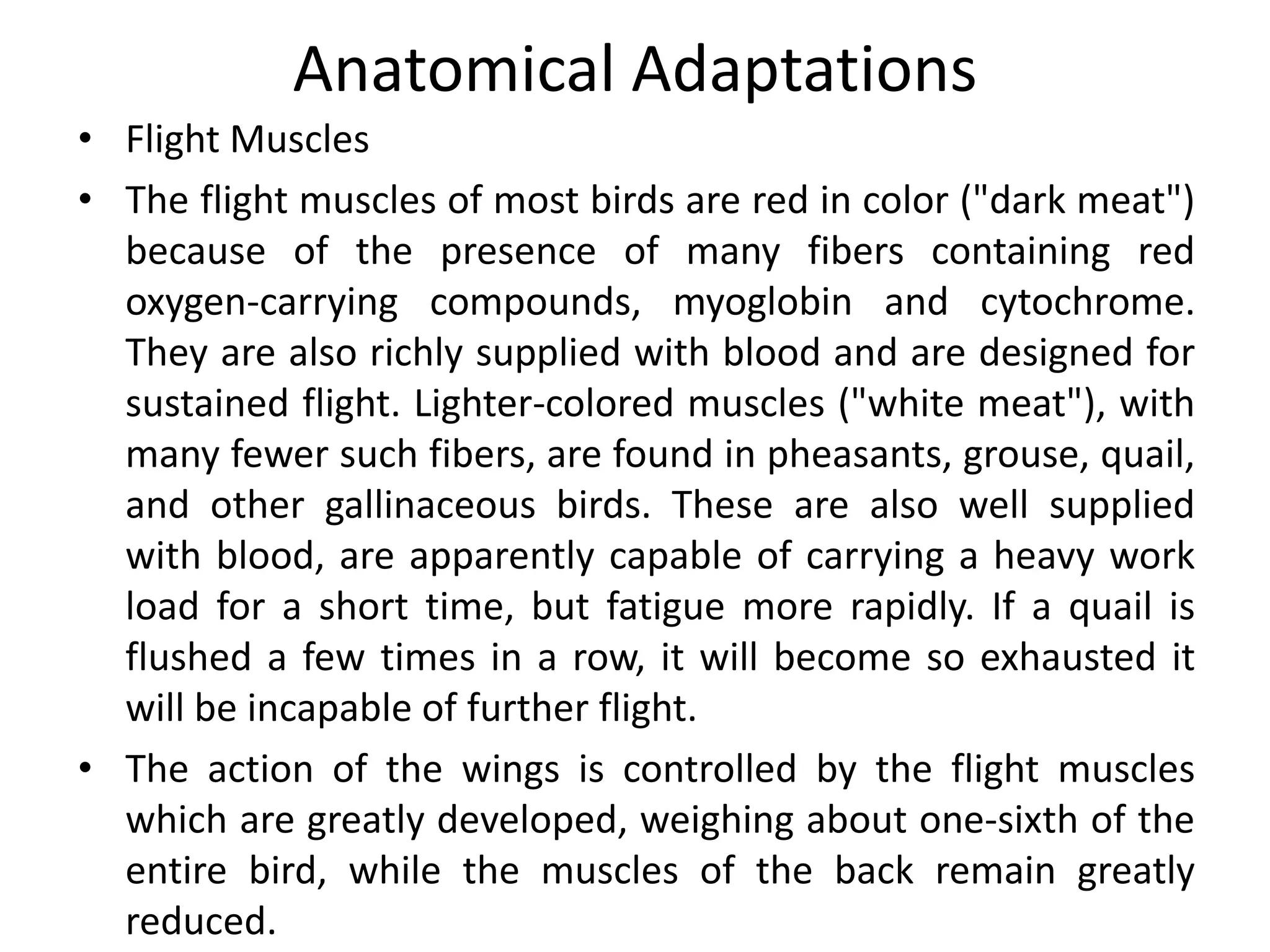 Flight adaptations in birds | PPTX