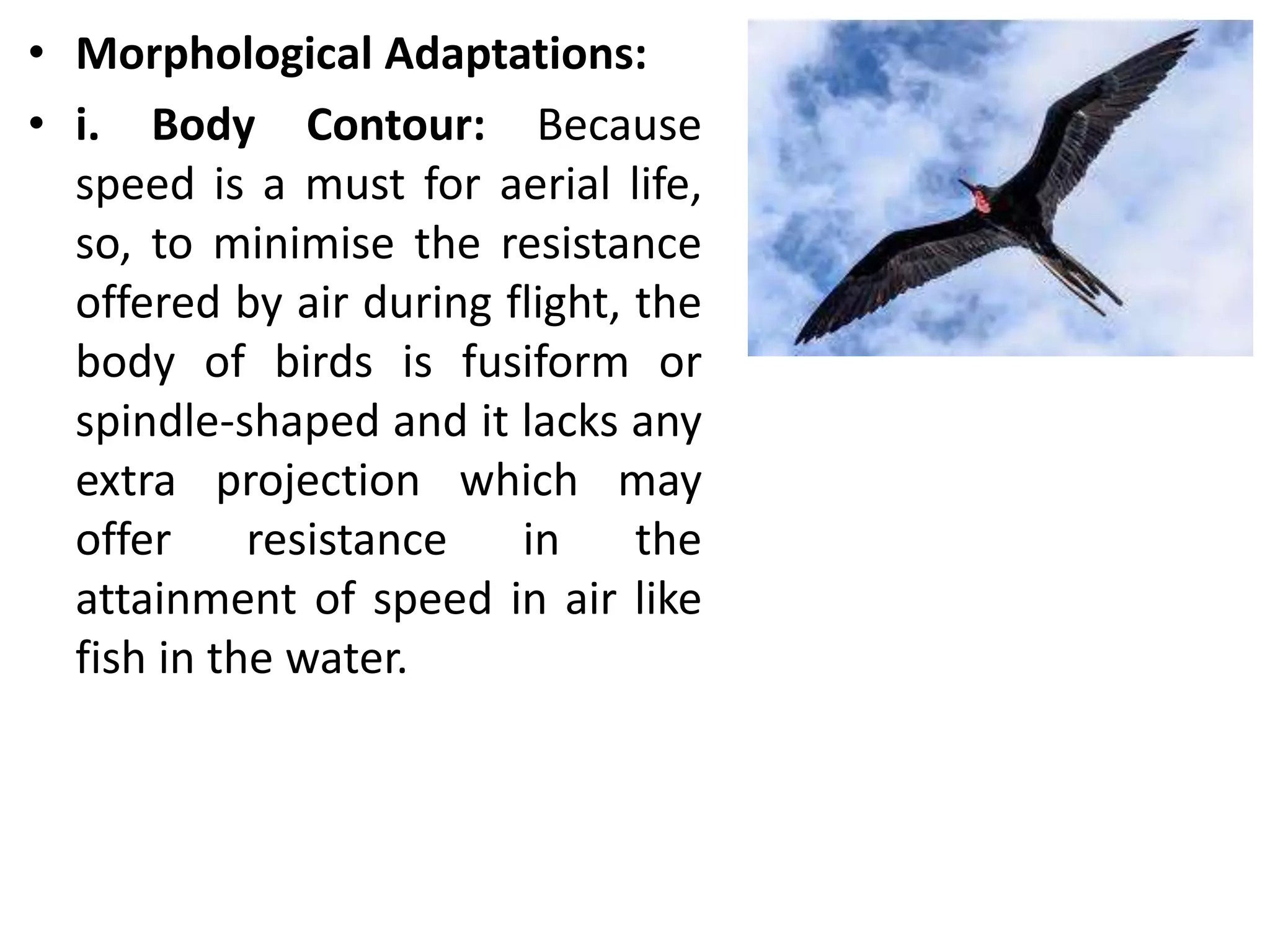 Flight adaptations in birds | PPTX