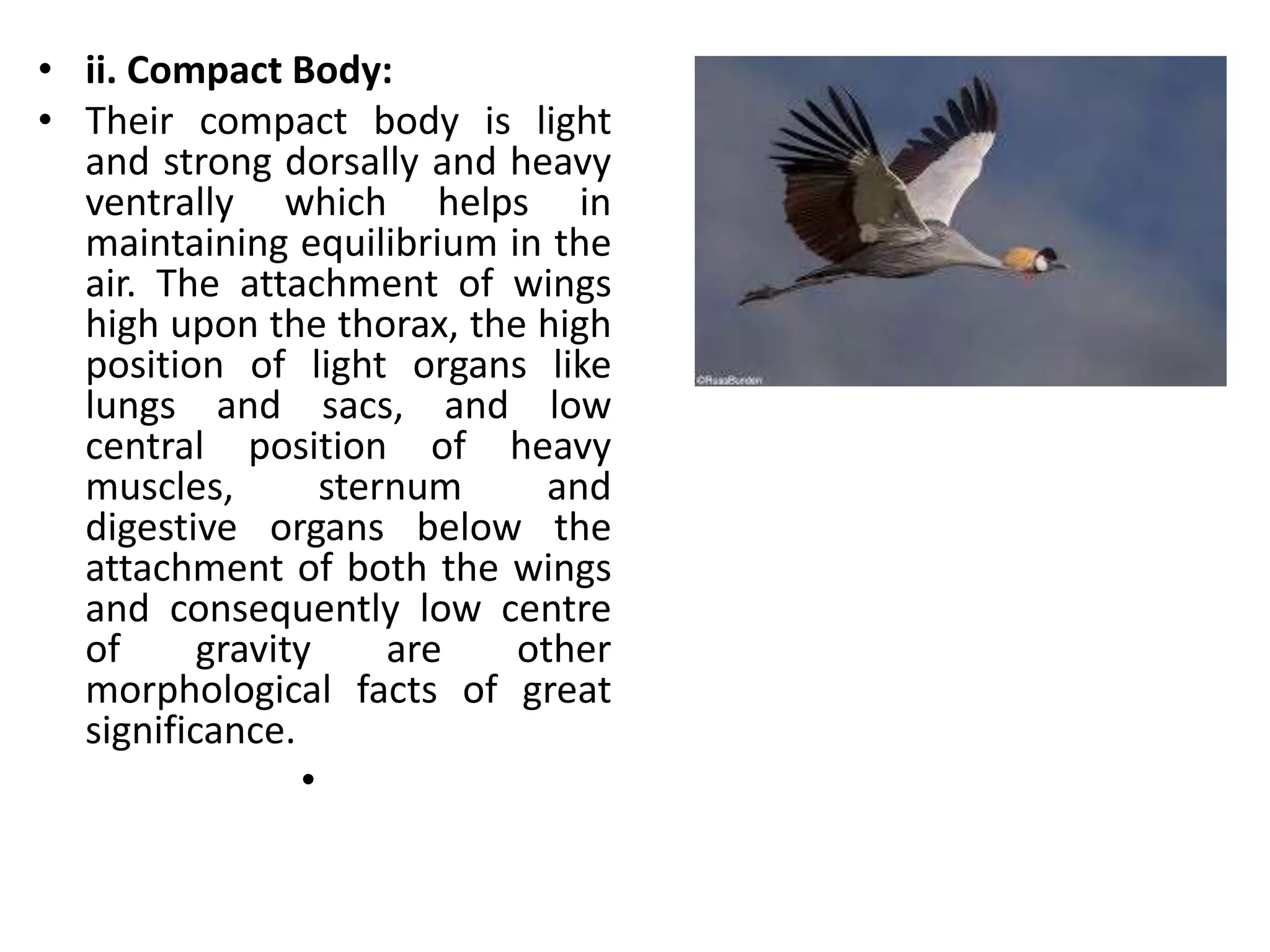Flight adaptations in birds | PPTX