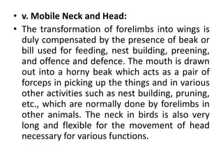 Flight adaptations in birds | PPTX