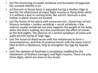 Flight adaptations in birds | PPTX