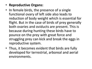 Flight adaptations in birds | PPTX