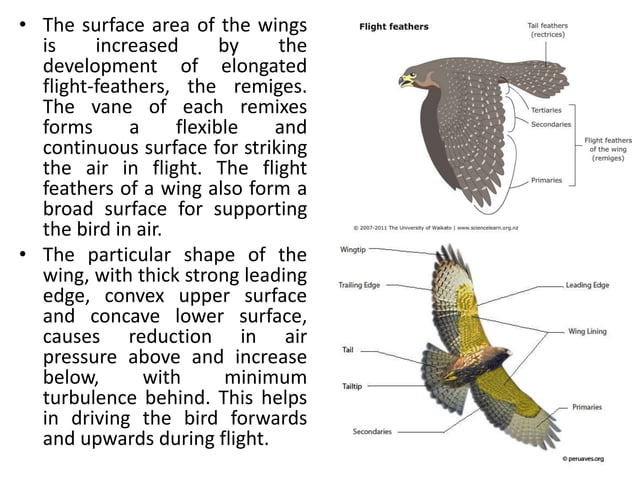 Flight adaptations in birds | PPTX | Birdwatching | Hobbies & Interests