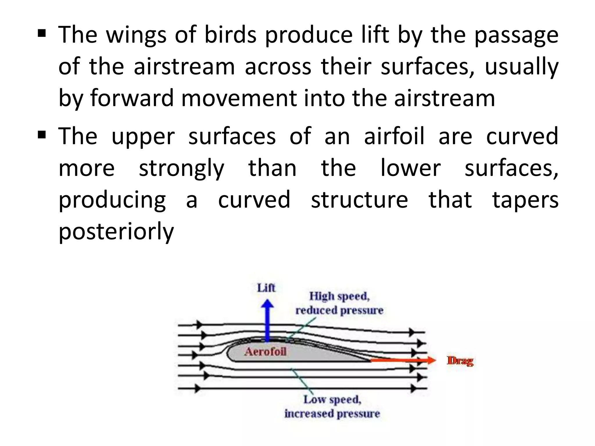 Flight in Birds.pptx