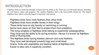 Flightles birds | PPT
