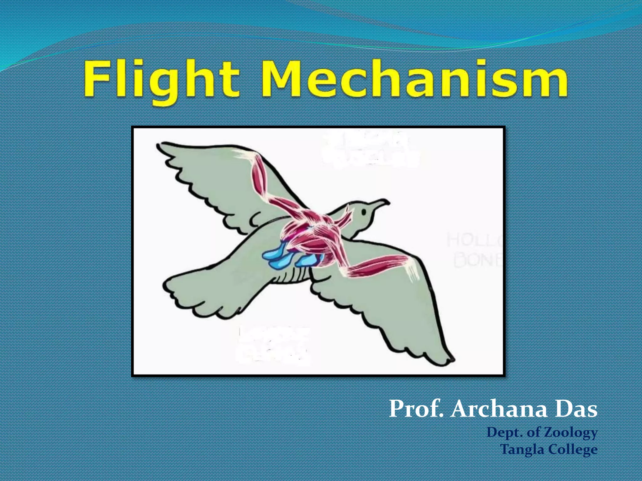 Flight Mechanism in Birds | PPTX