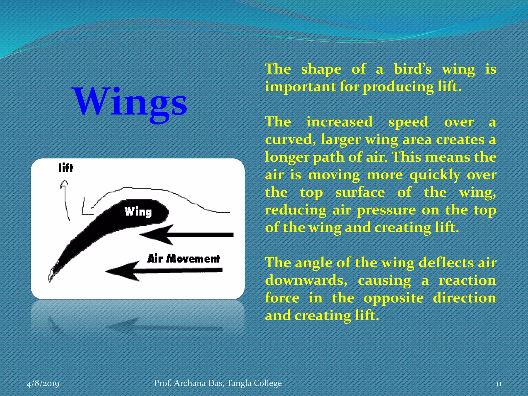 Flight Mechanism in Birds | PPTX