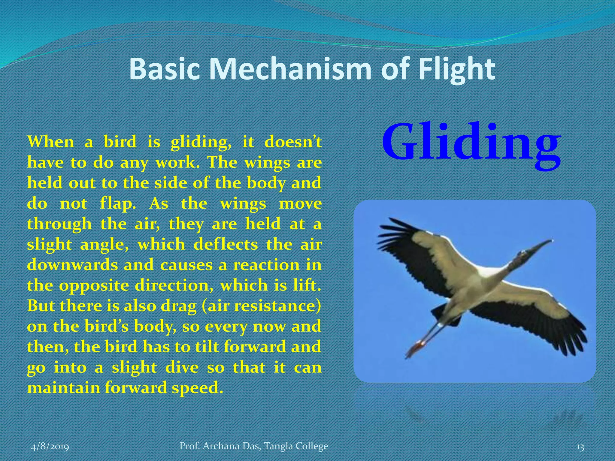 Flight Mechanism in Birds | PPTX