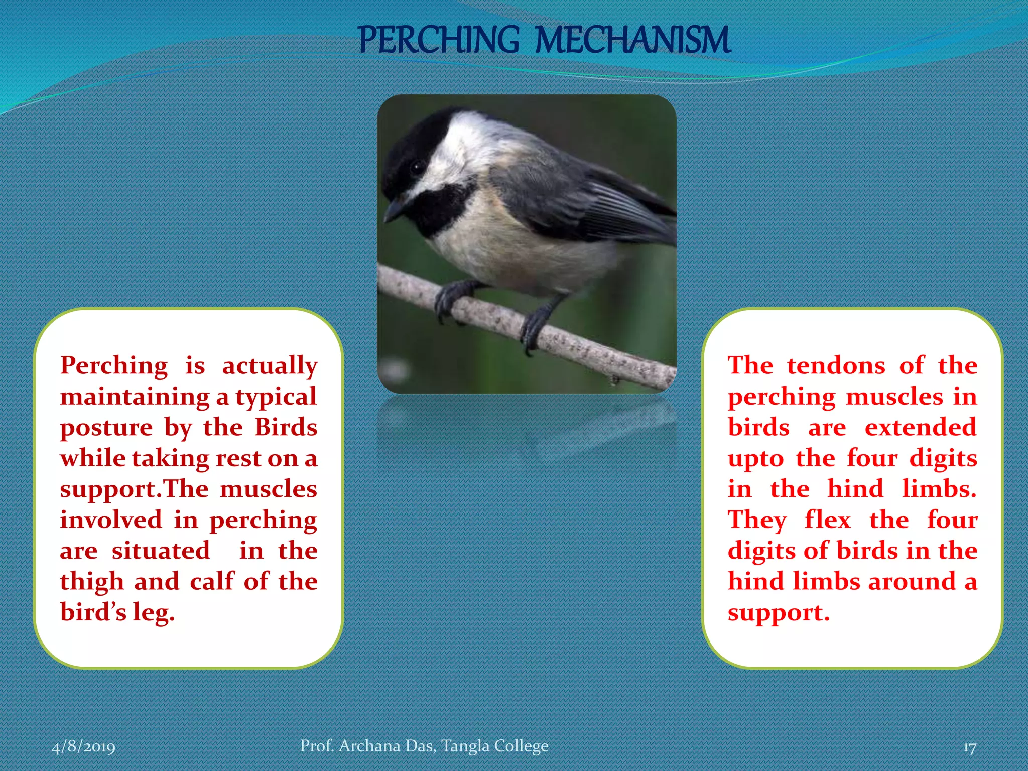 Flight Mechanism in Birds | PPTX