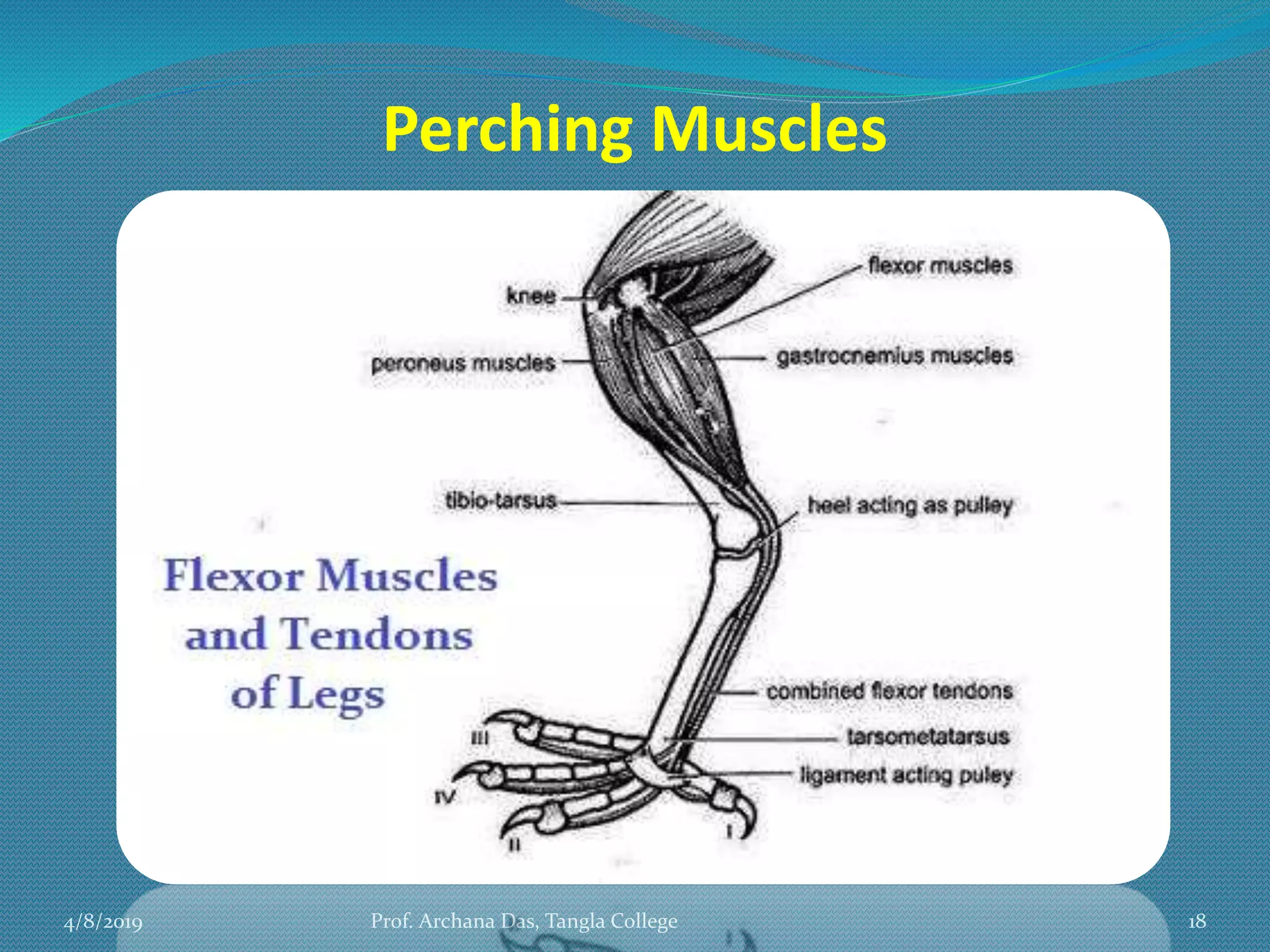 Flight Mechanism in Birds | PPTX