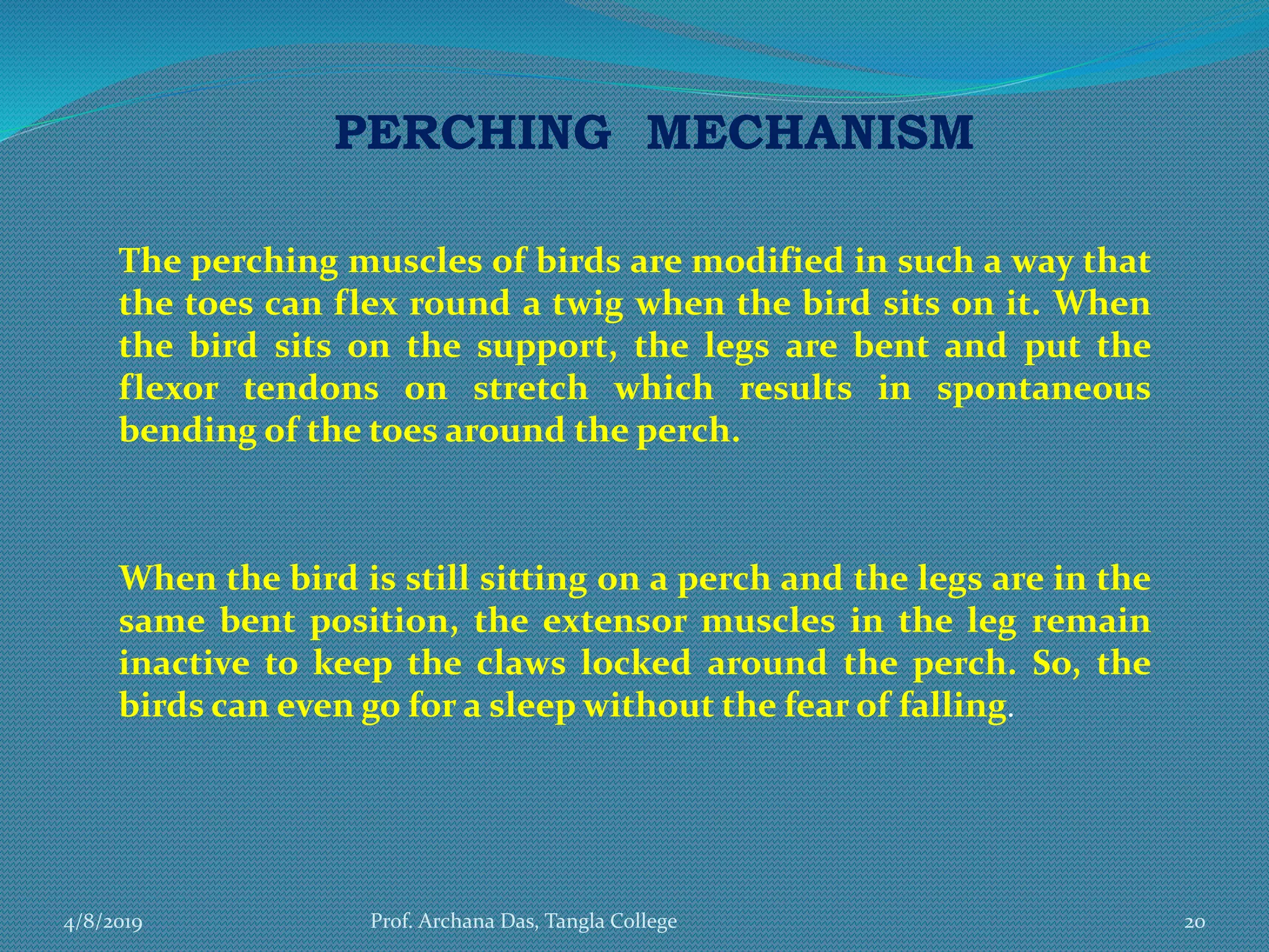 Flight Mechanism in Birds | PPTX