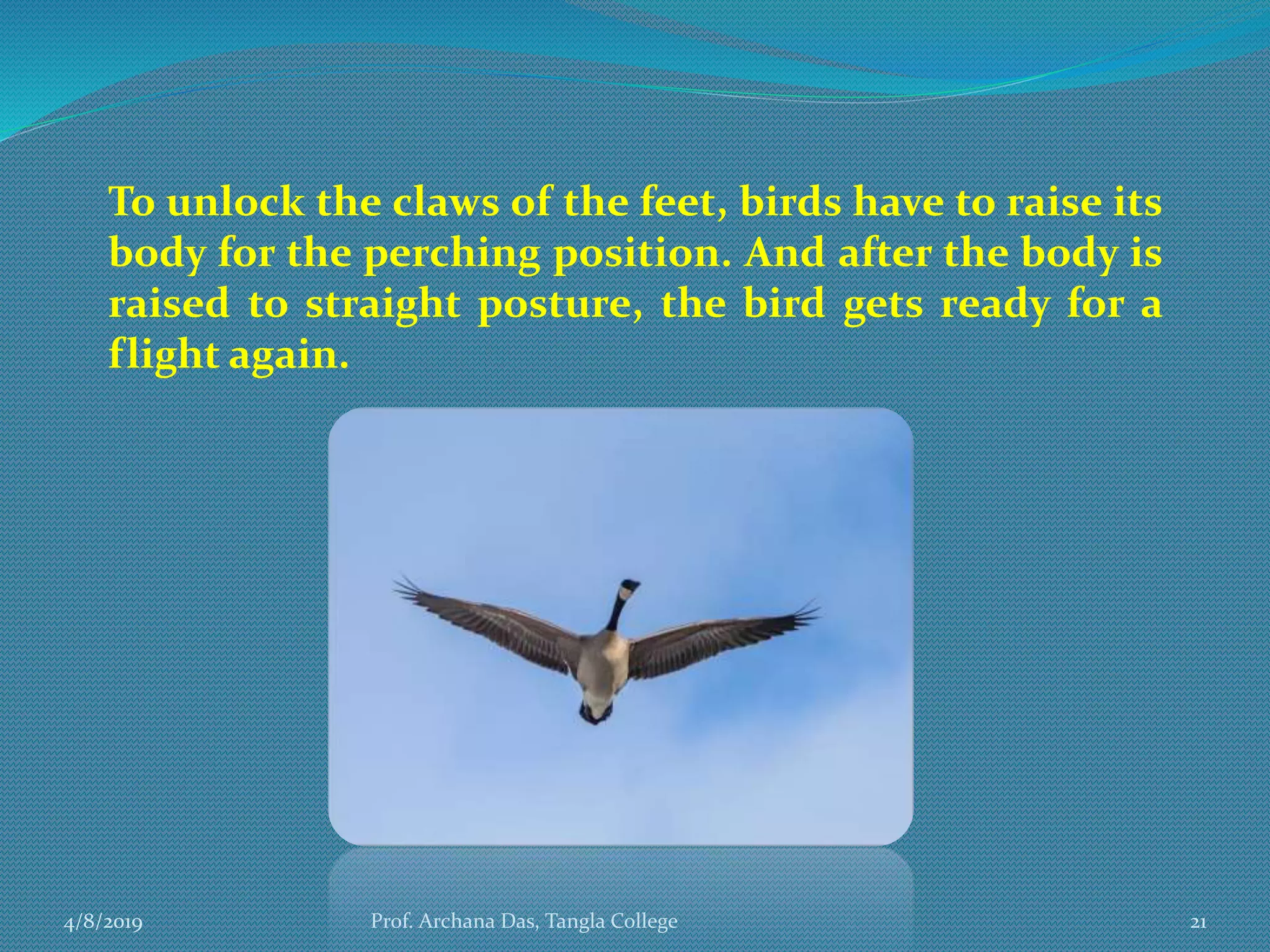 Flight Mechanism in Birds | PPTX