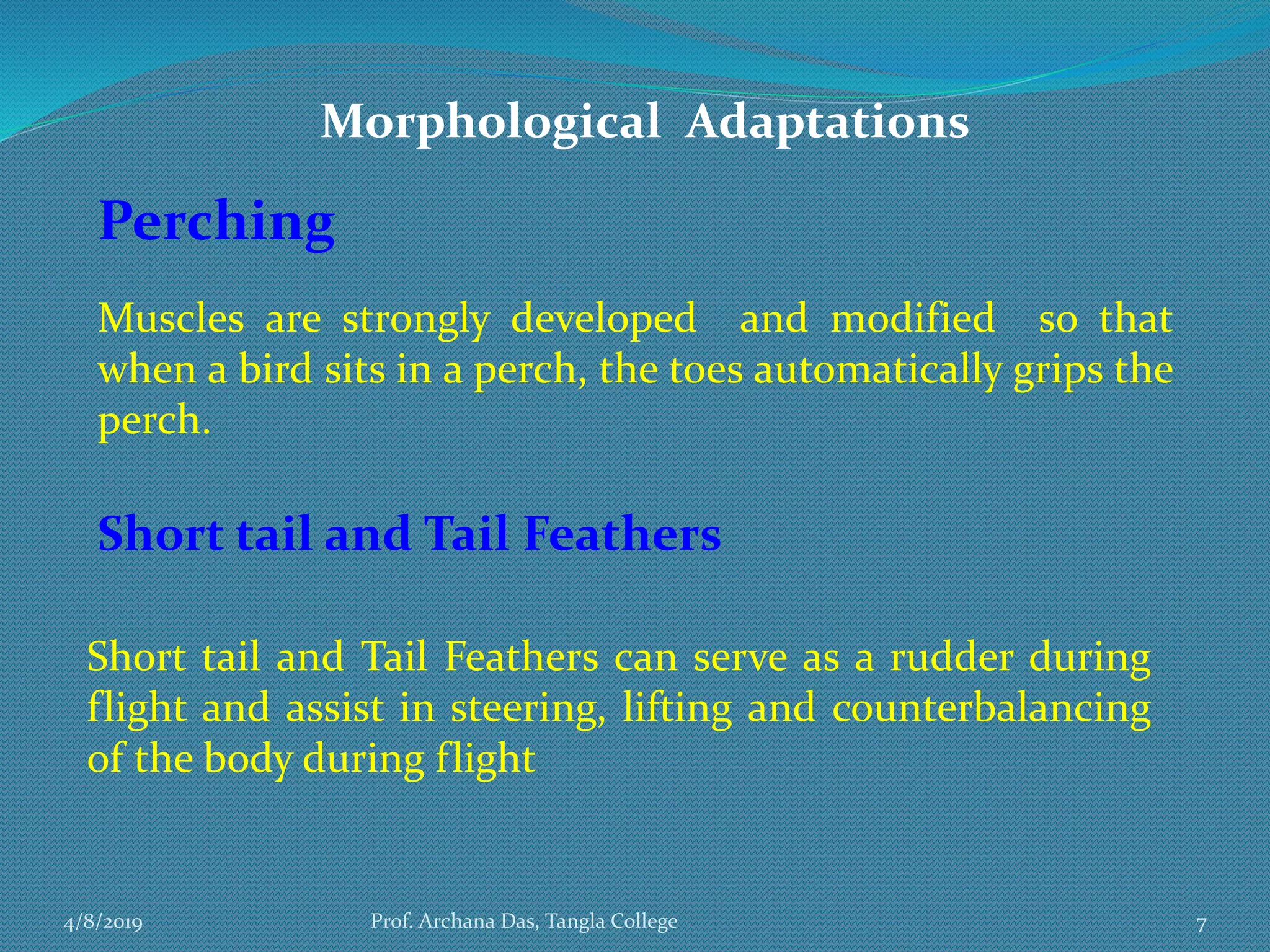 Flight Mechanism in Birds | PPTX