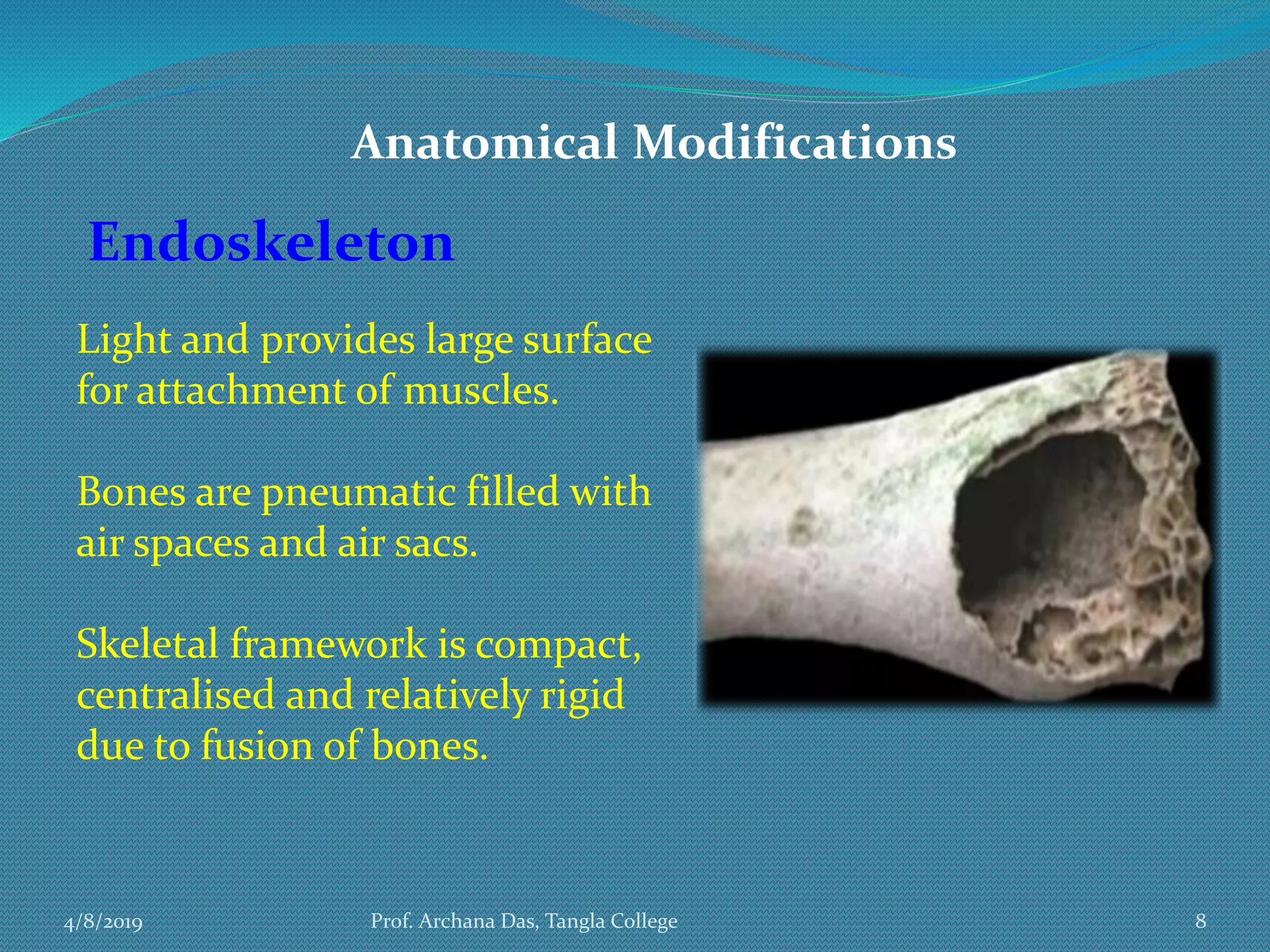 Flight Mechanism in Birds | PPTX