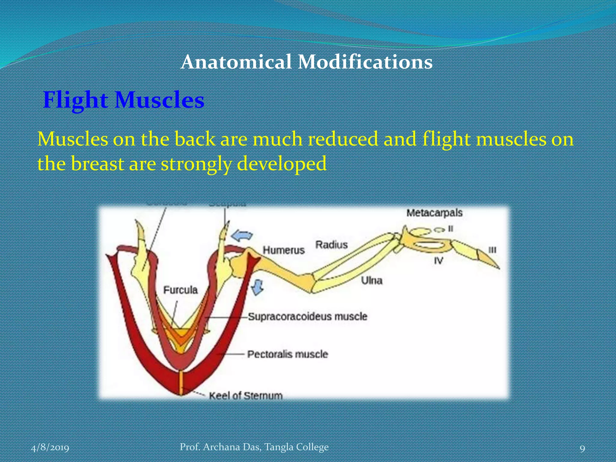 Flight Mechanism in Birds | PPTX