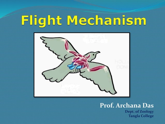 Flight Mechanism in Birds | PPTX | Birdwatching | Hobbies & Interests