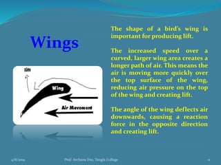 Flight Mechanism in Birds | PPTX