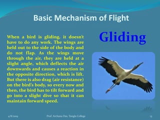 Flight Mechanism in Birds | PPTX