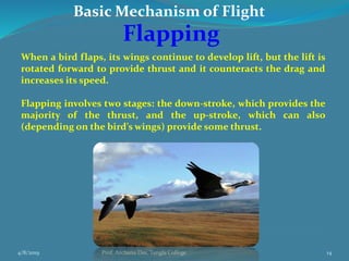 Flight Mechanism in Birds | PPTX
