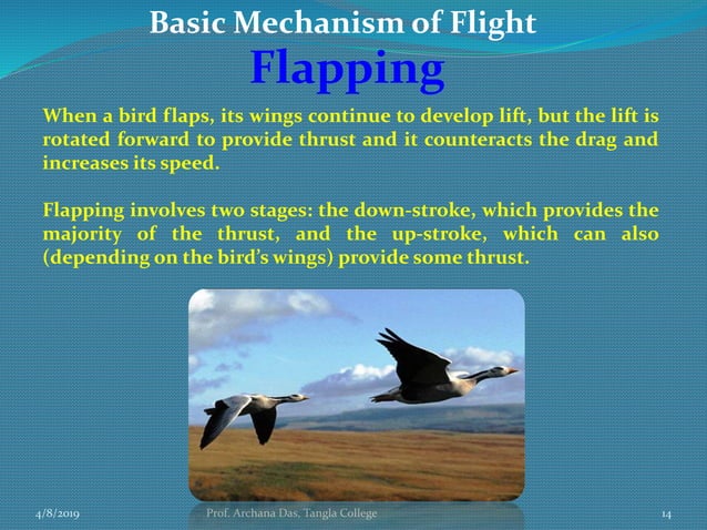 Flight Mechanism in Birds | PPTX | Birdwatching | Hobbies & Interests