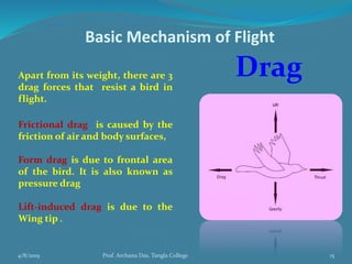Flight Mechanism in Birds | PPTX