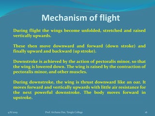 Flight Mechanism in Birds | PPTX