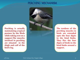 Flight Mechanism in Birds | PPTX