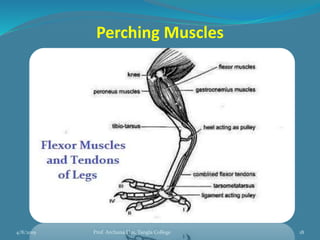 Flight Mechanism in Birds | PPTX